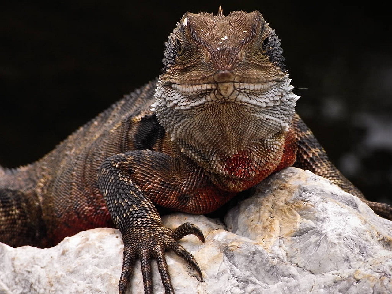 Lizard Picture - Image Abyss