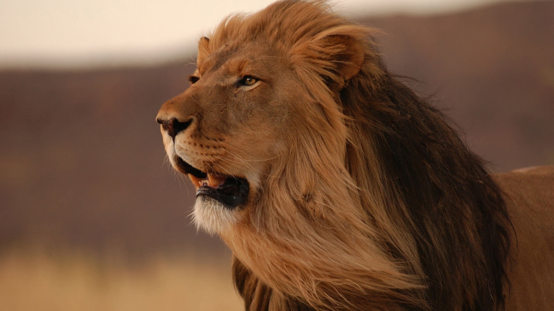 Download Animal Lion Image