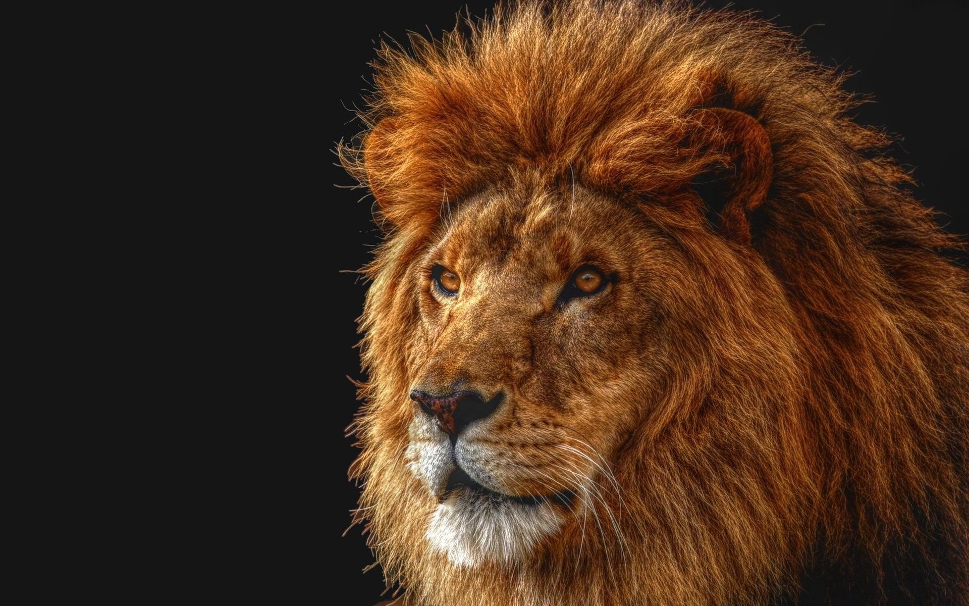 Download Animal Lion Image