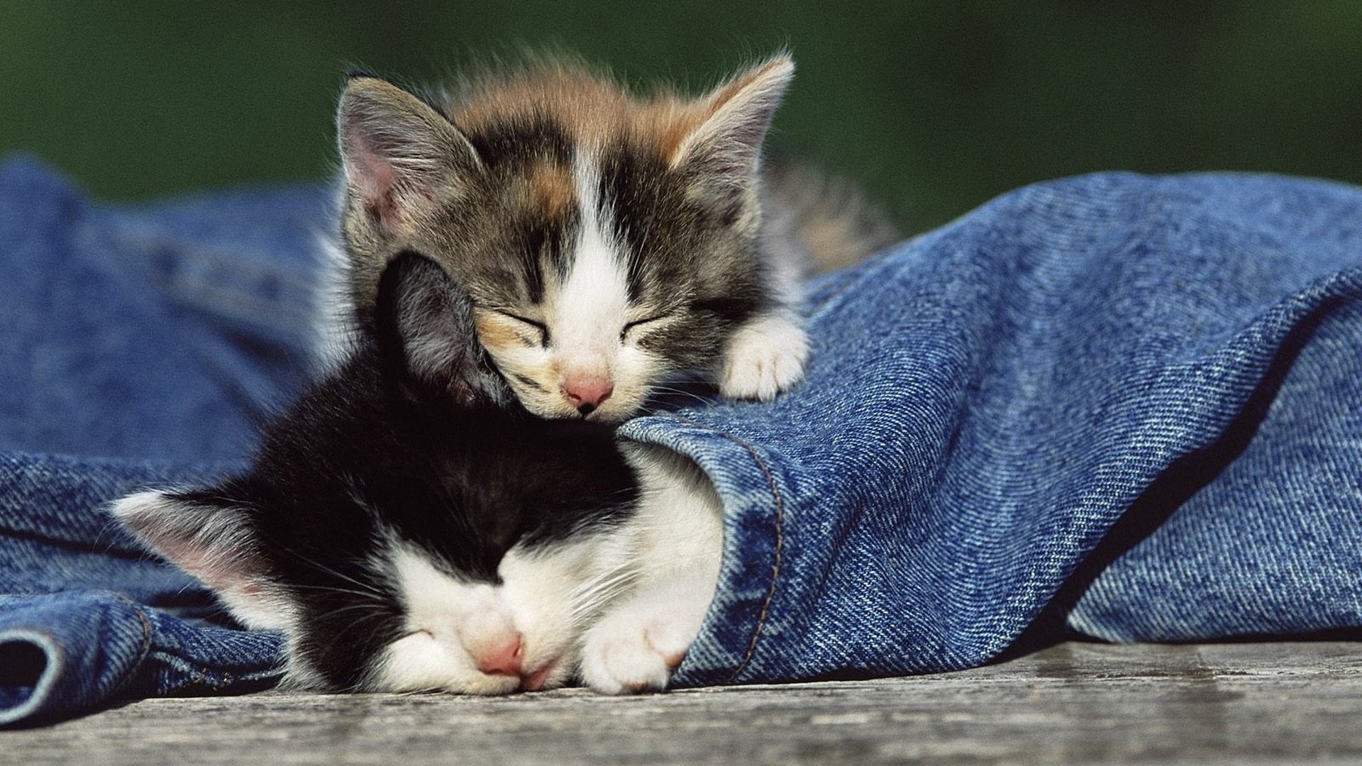 Download Cute Sleeping Kitten Animal Cat Cute Cat Image