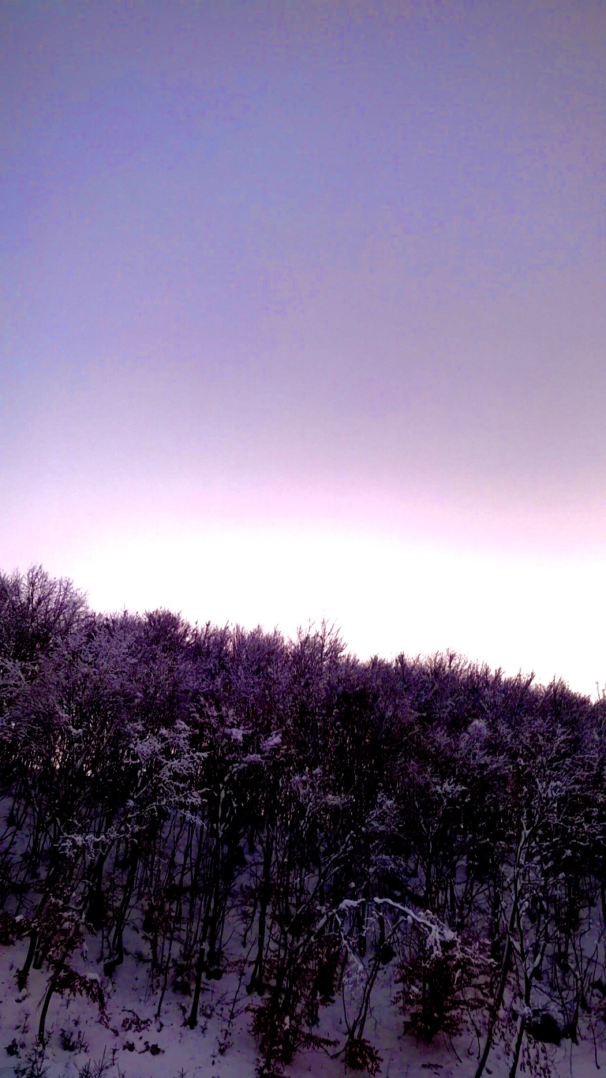 Purple Winter by vladc97