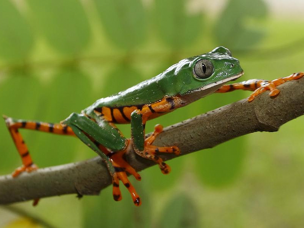 Frog Picture - Image Abyss