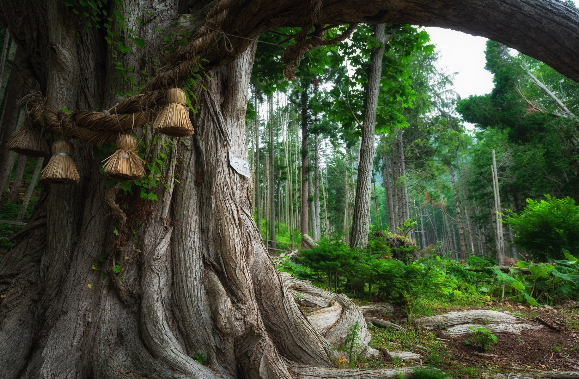 View of Forest from Inside Cave - Image Abyss