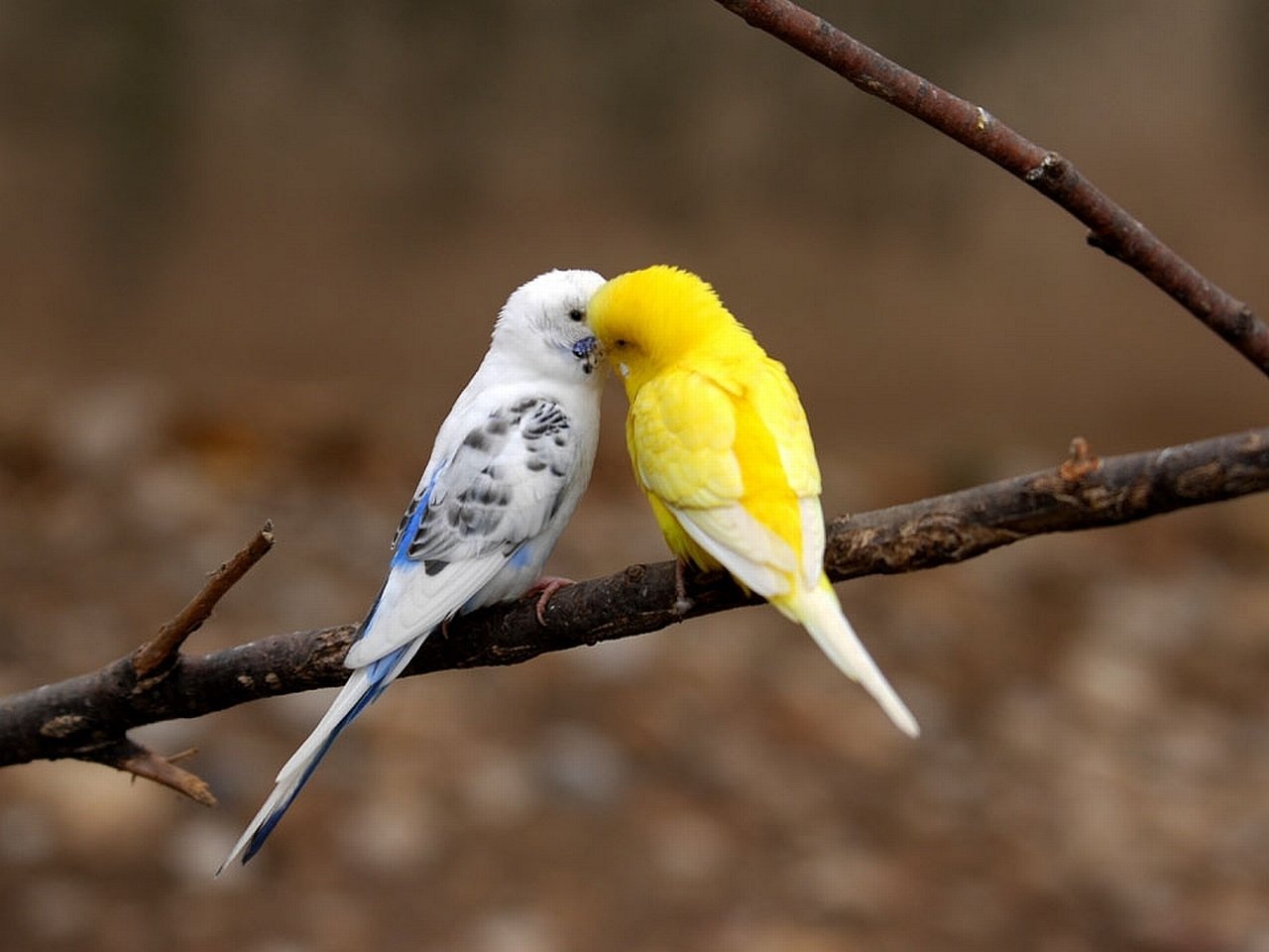 Download Bird Animal Budgerigar Image
