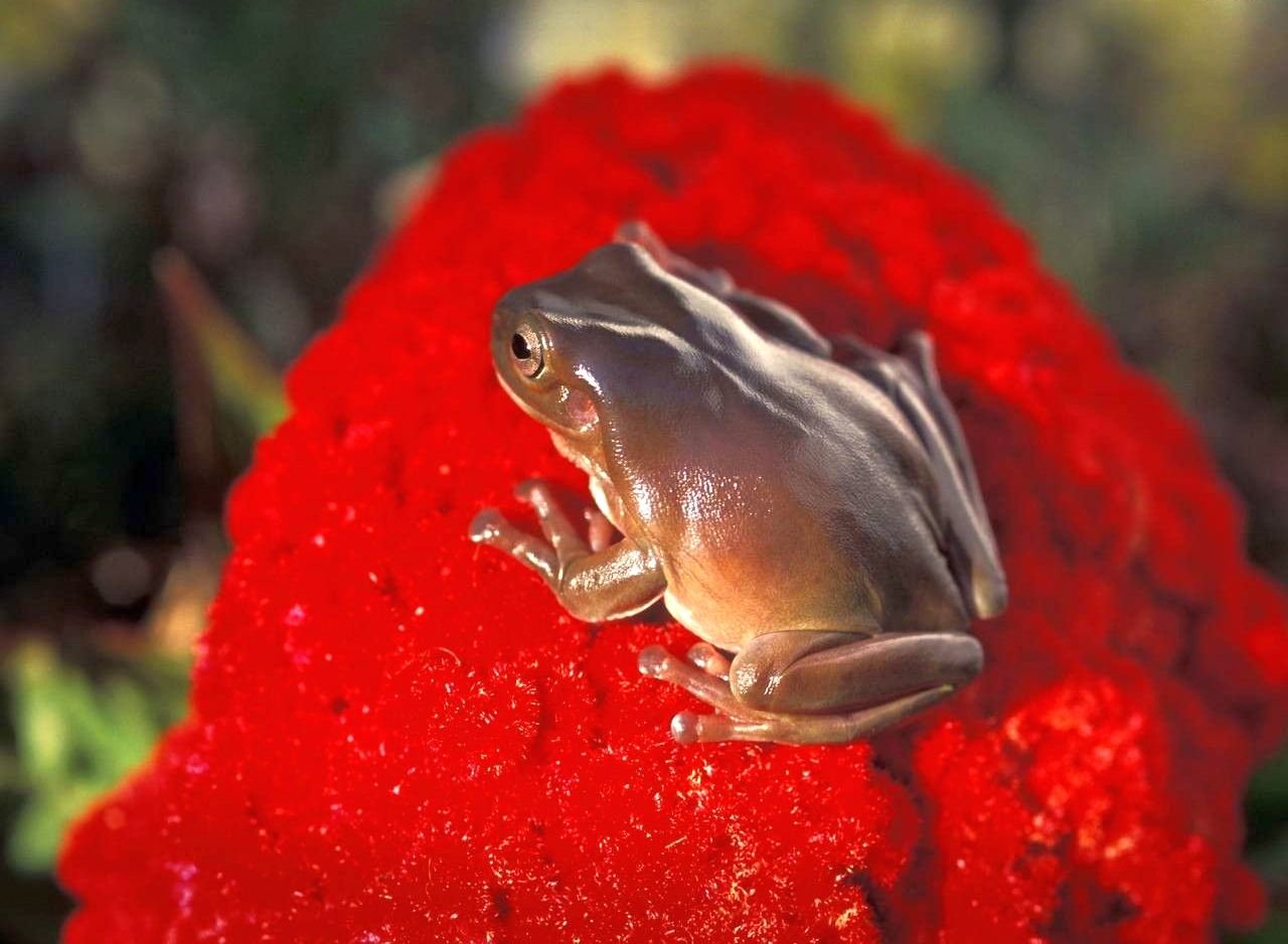 Frog Image - ID: 336800 - Image Abyss