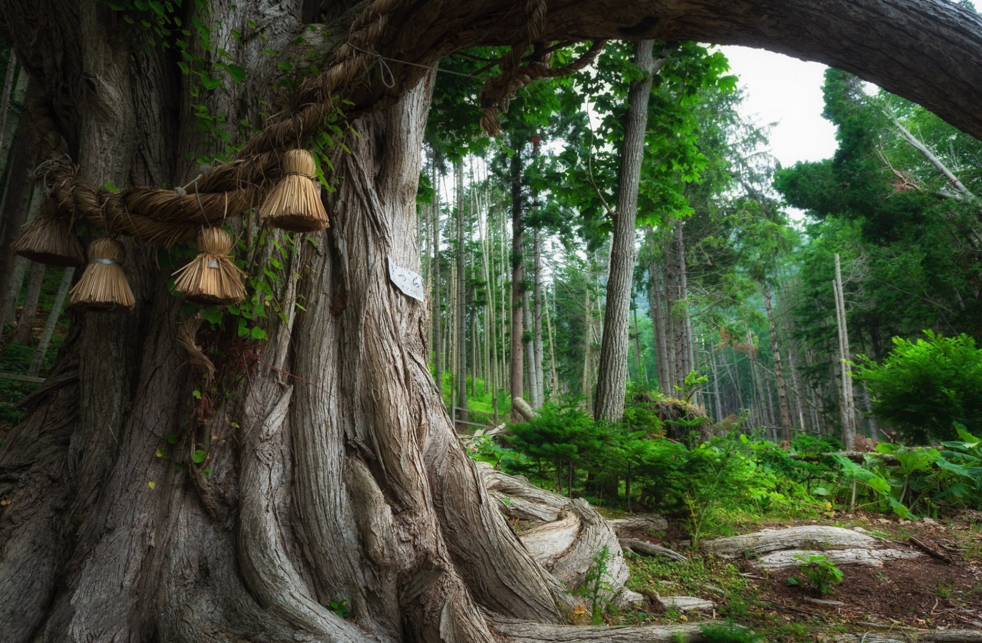 View of Forest from Inside Cave Image - ID: 336833 - Image Abyss