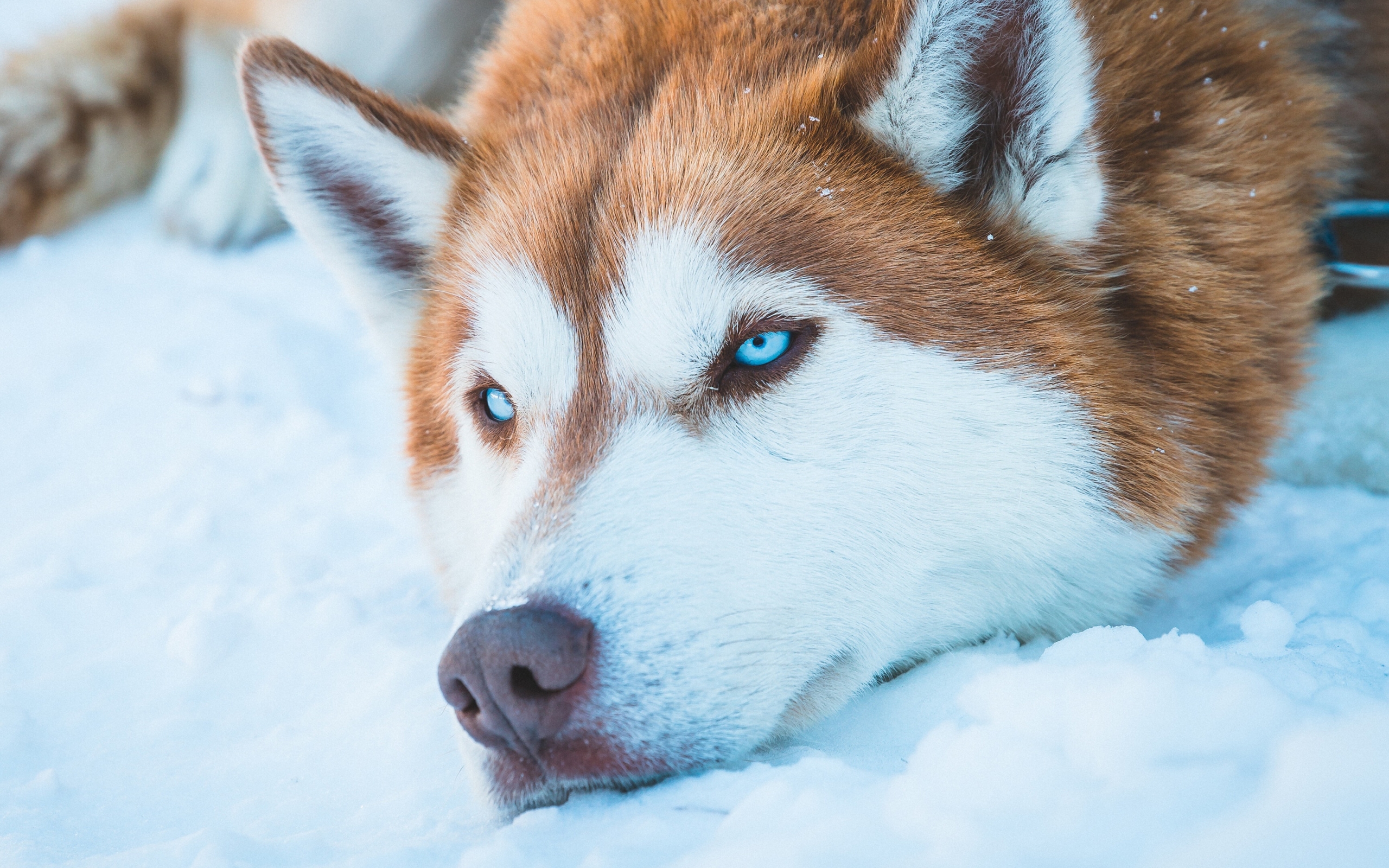 Husky in the Snow by Simon Rae - Image Abyss