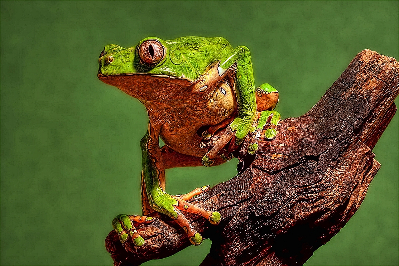 Download Animal Frog Image