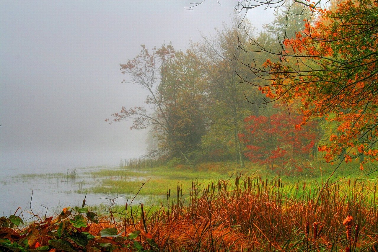 Misty Morning Embrace: Nature’s Quiet Fog