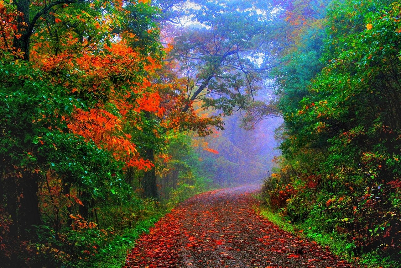 Misty Autumn Trail Through Nature's Painted Woods