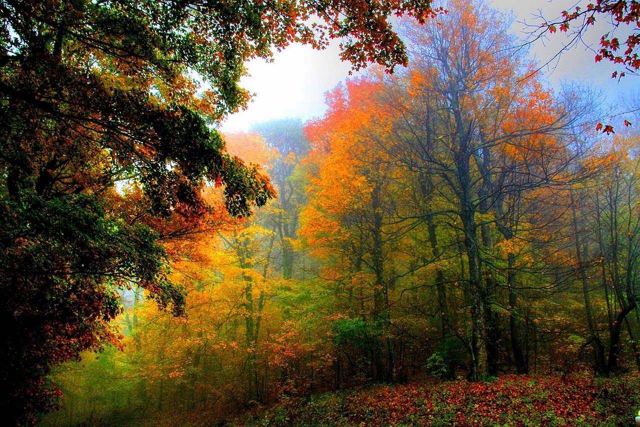 Forest Picture - Image Abyss