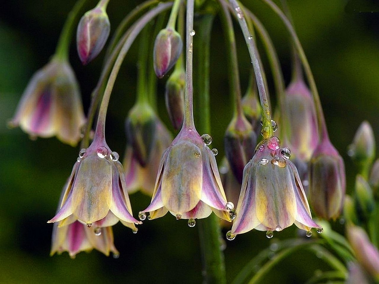 Dusky Bellflowers Dressed in Dew | Droplet-Laced Nature Bells | Nature ...