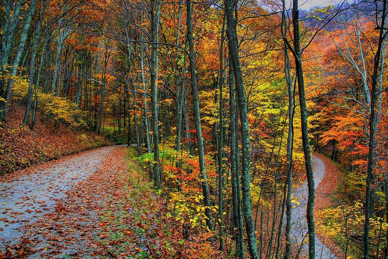 Winding Autumn Path Image - ID: 339890 - Image Abyss