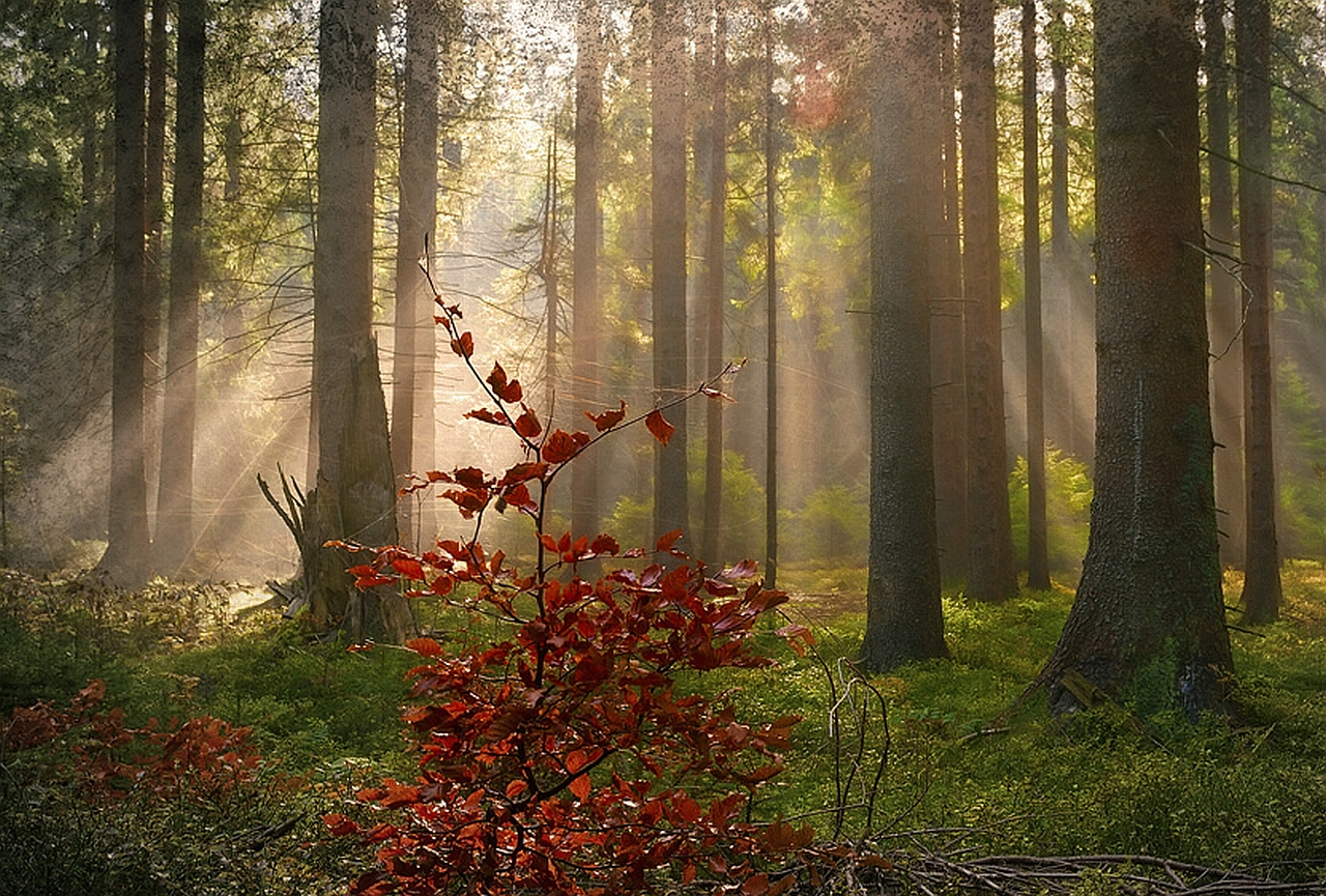 Download Nature Forest Image