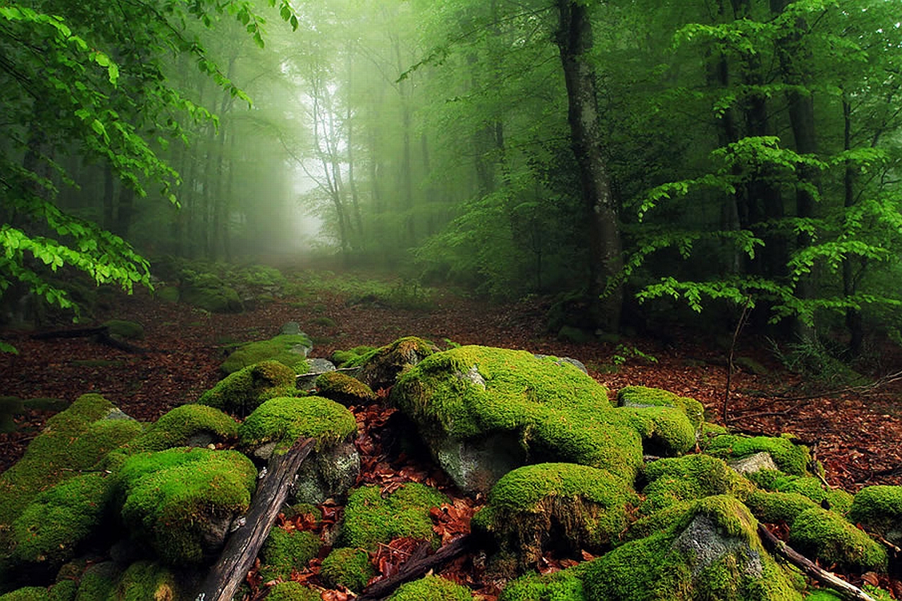 Download Nature Forest Image