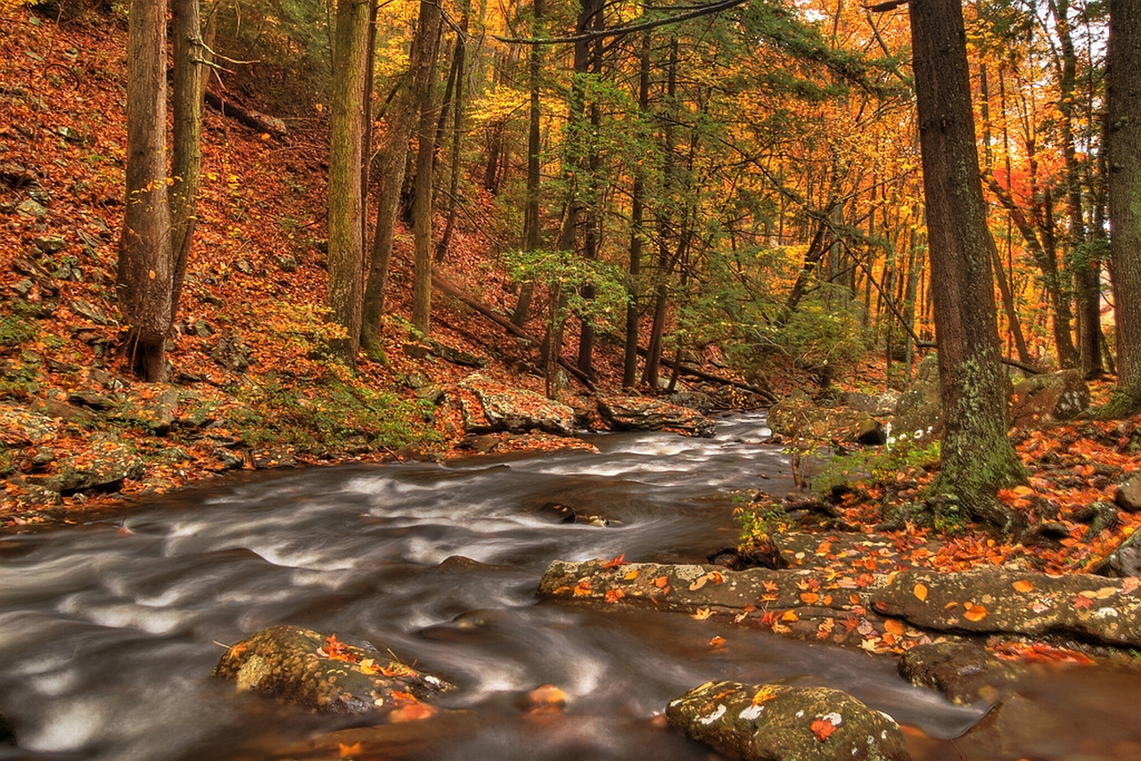 Download Nature Stream Image