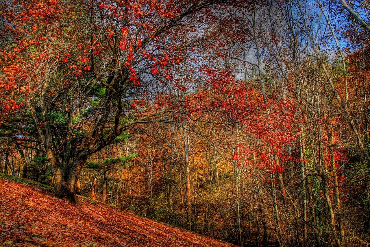 Download Nature Fall Image