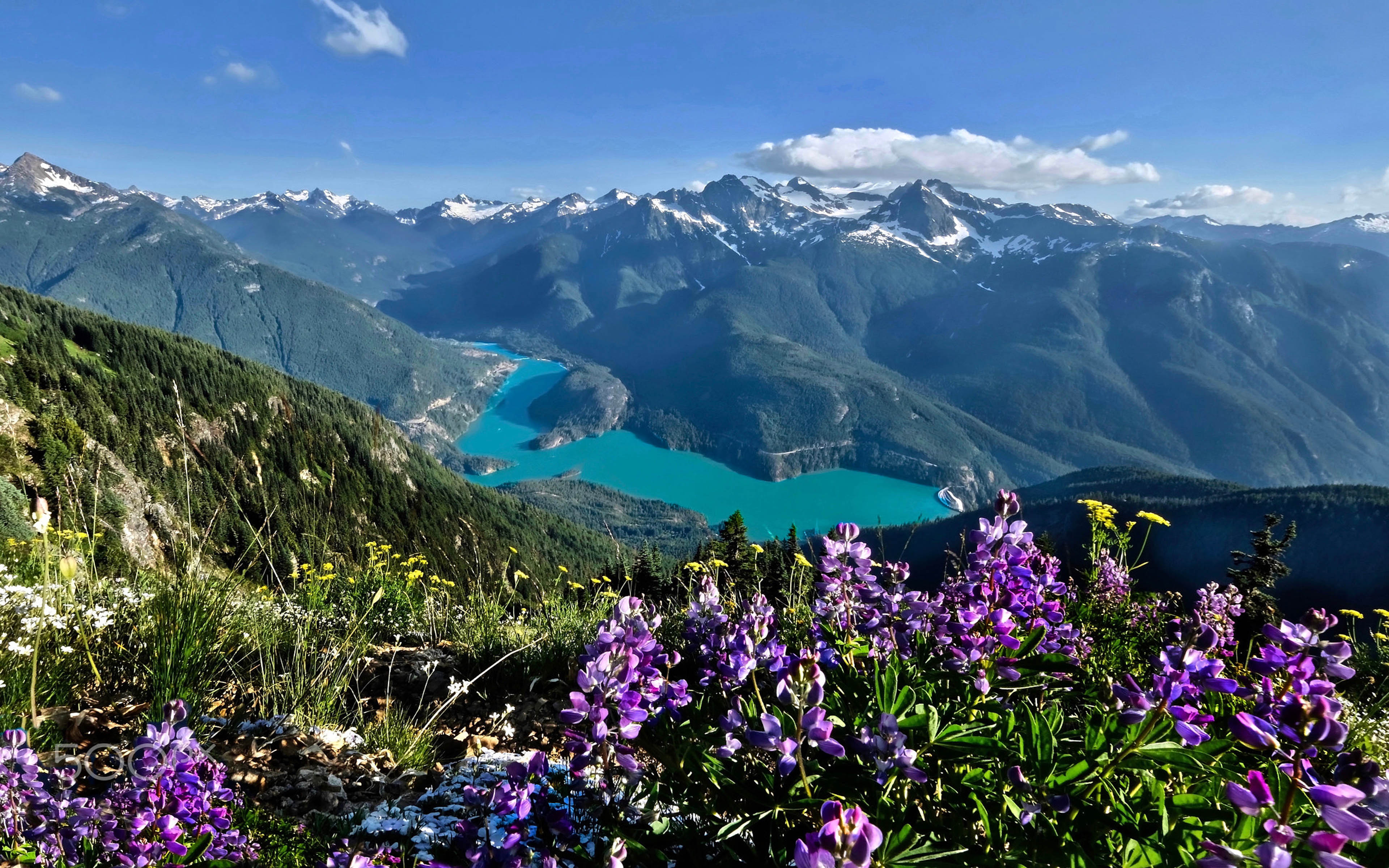 Purple Flowers growing near Lake Diablo - Image Abyss