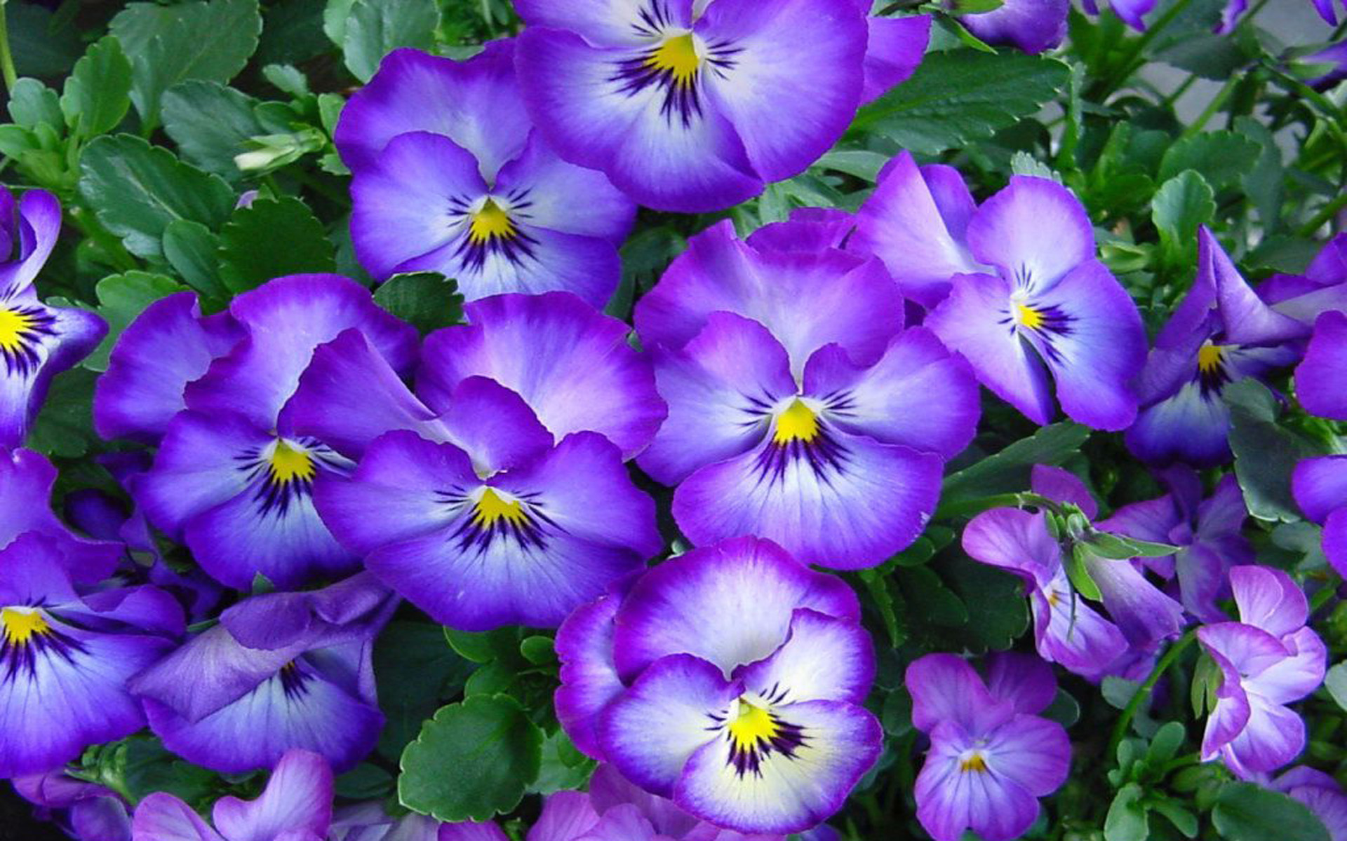 Download Purple Flower Nature Pansy Image