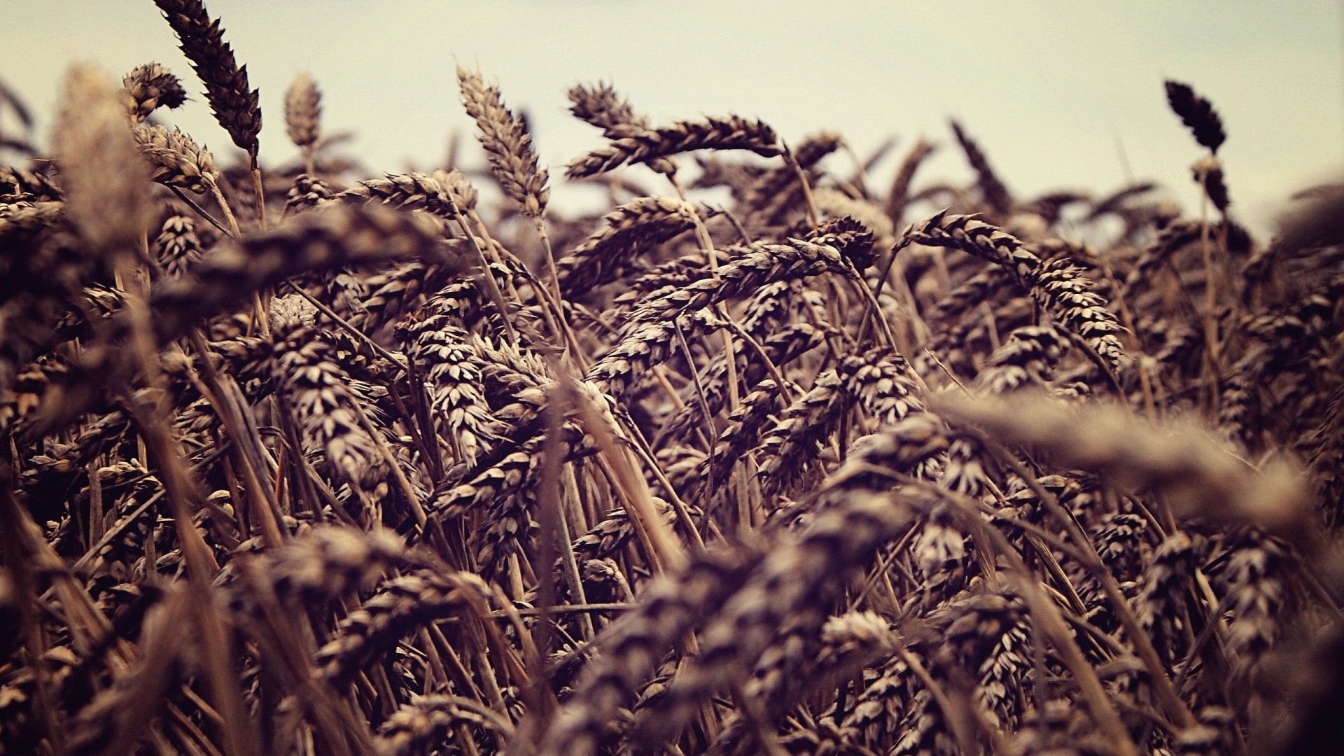 Whispering Wheat Field