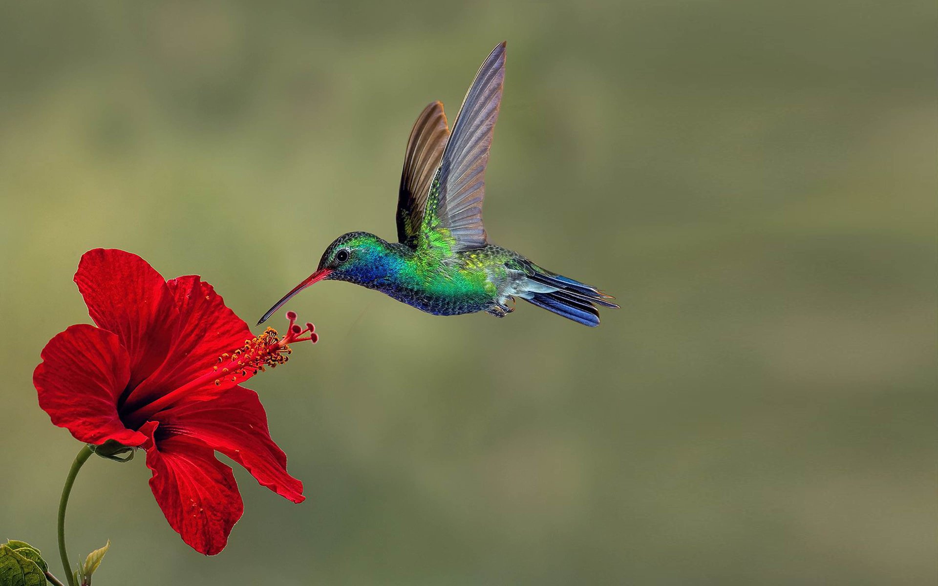 Hummingbird Hovering Gracefully Over a Vibrant Red Flower
