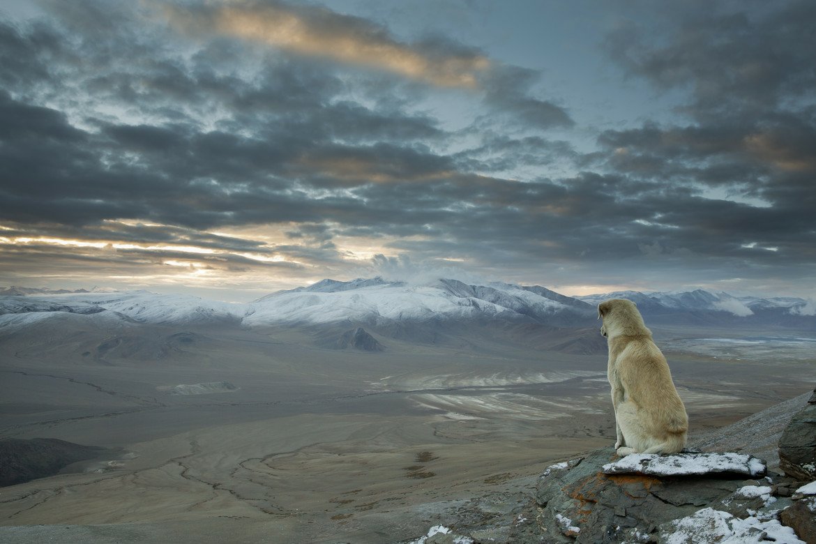 Majestic Dog Overlooking a Serene Landscape