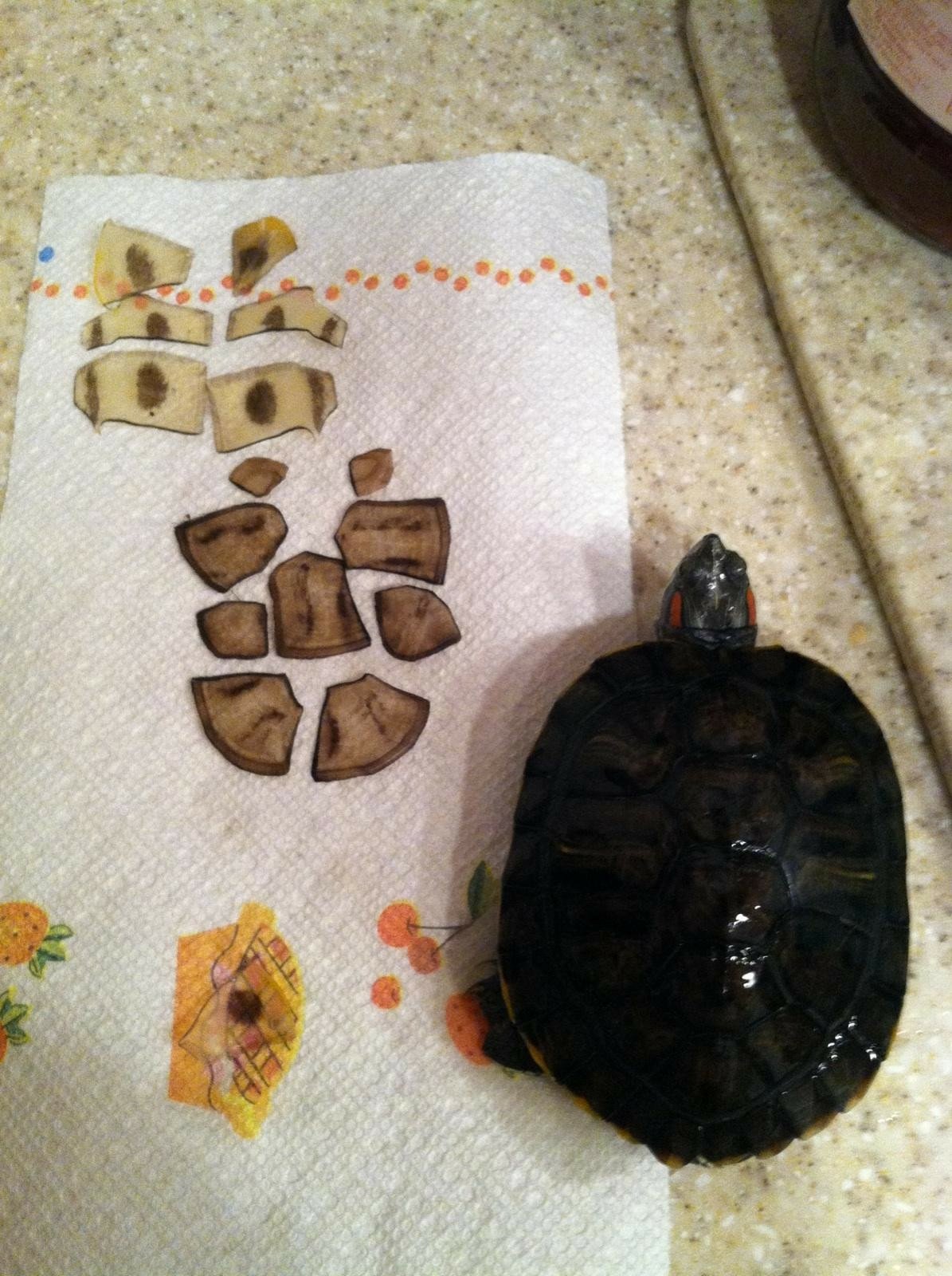 Turtle Shedding Image - ID: 346 - Image Abyss