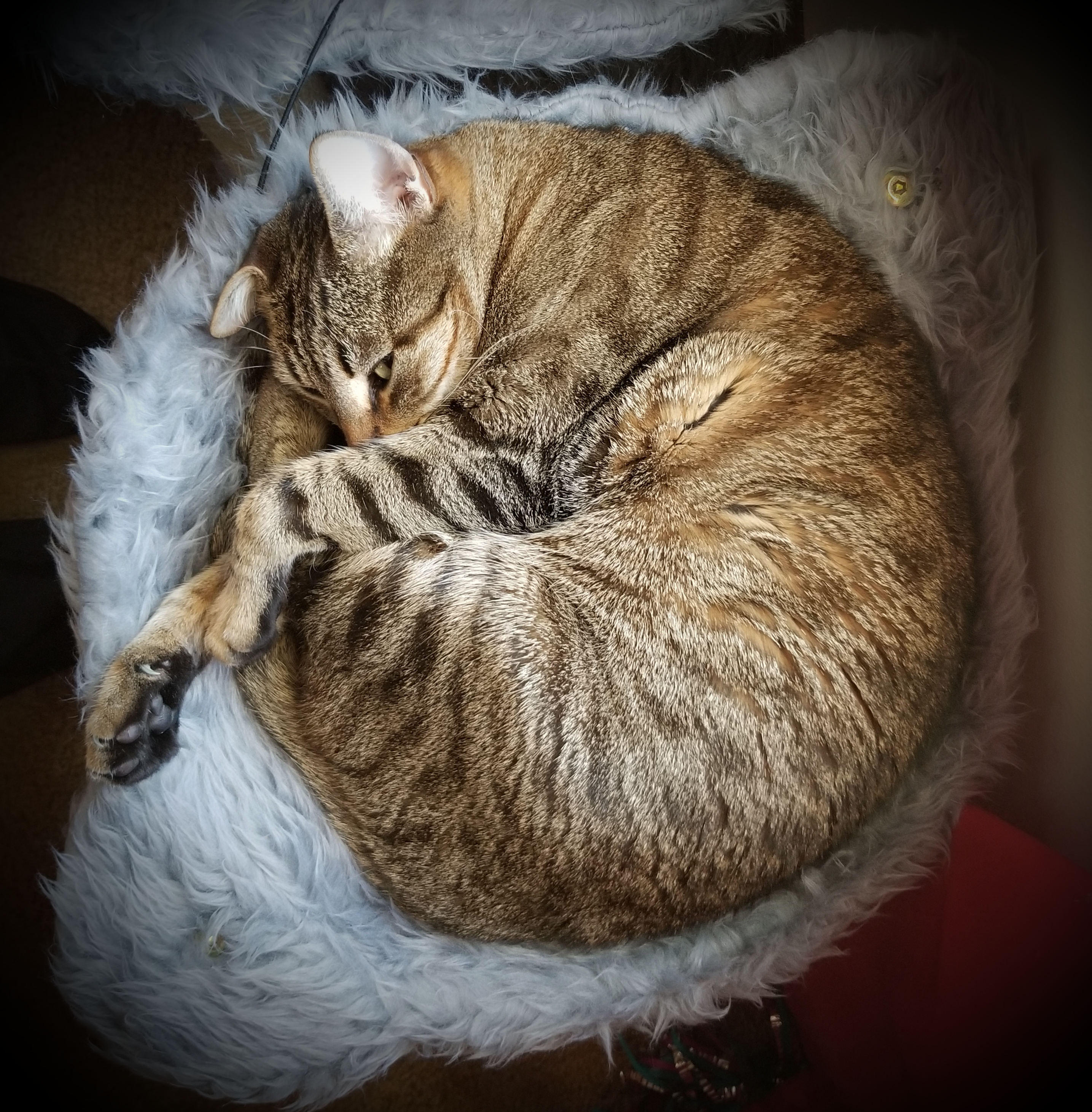 Loki Image - ID: 348190 - Image Abyss