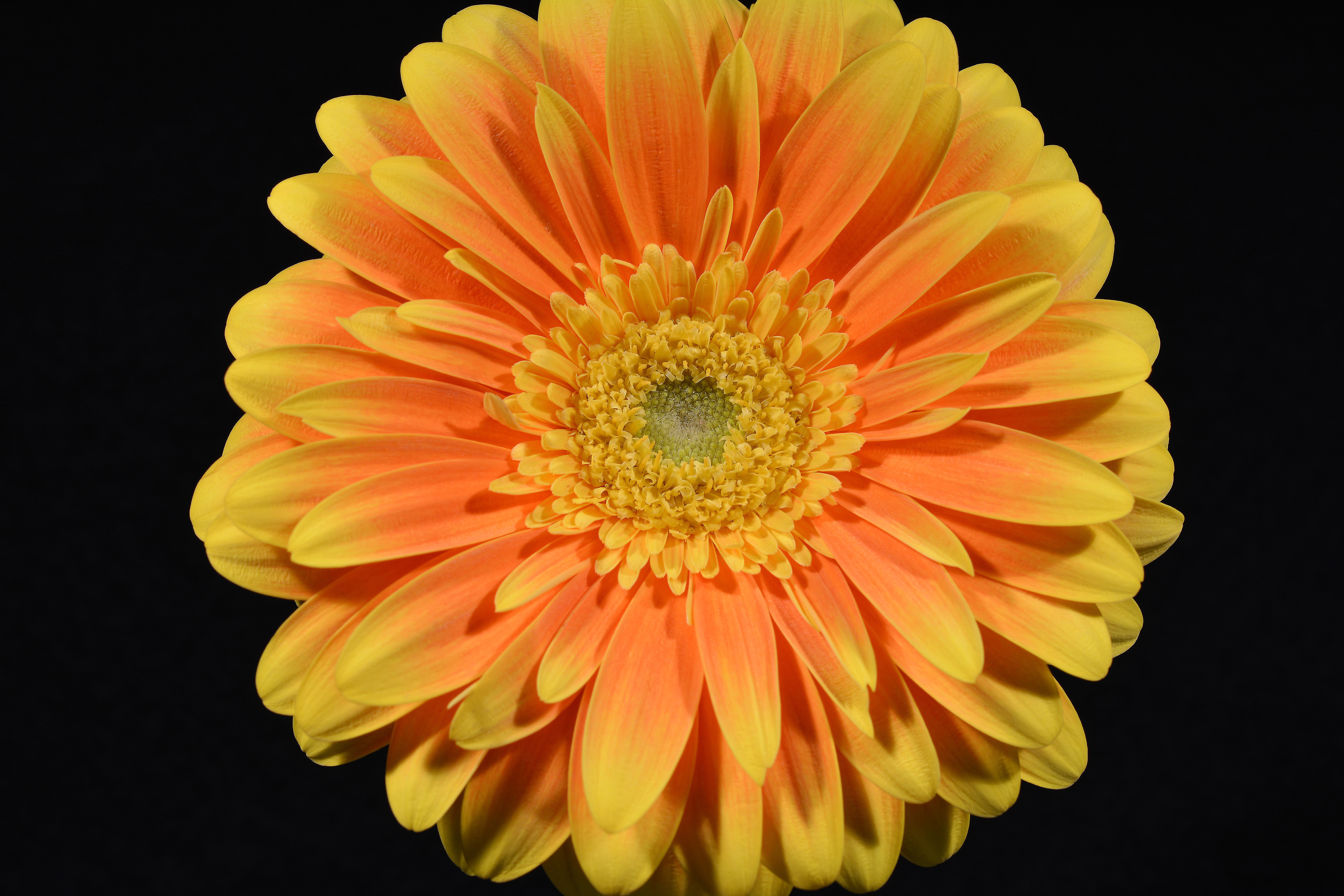 Orange and Yellow Gerbera - Image Abyss