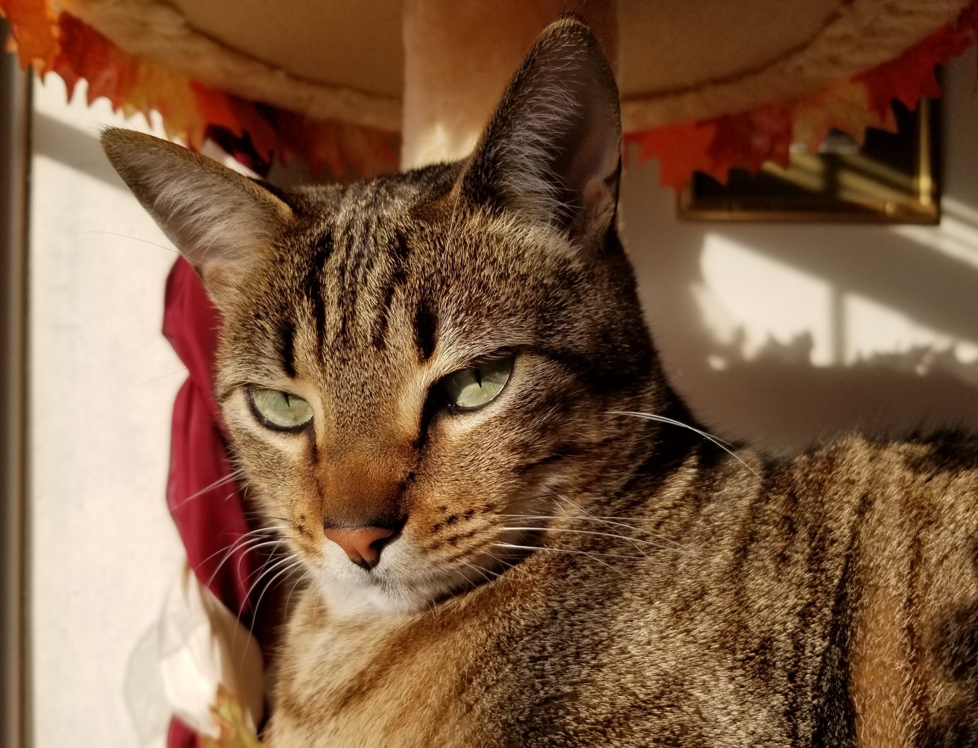 Loki Image - ID: 348057 - Image Abyss