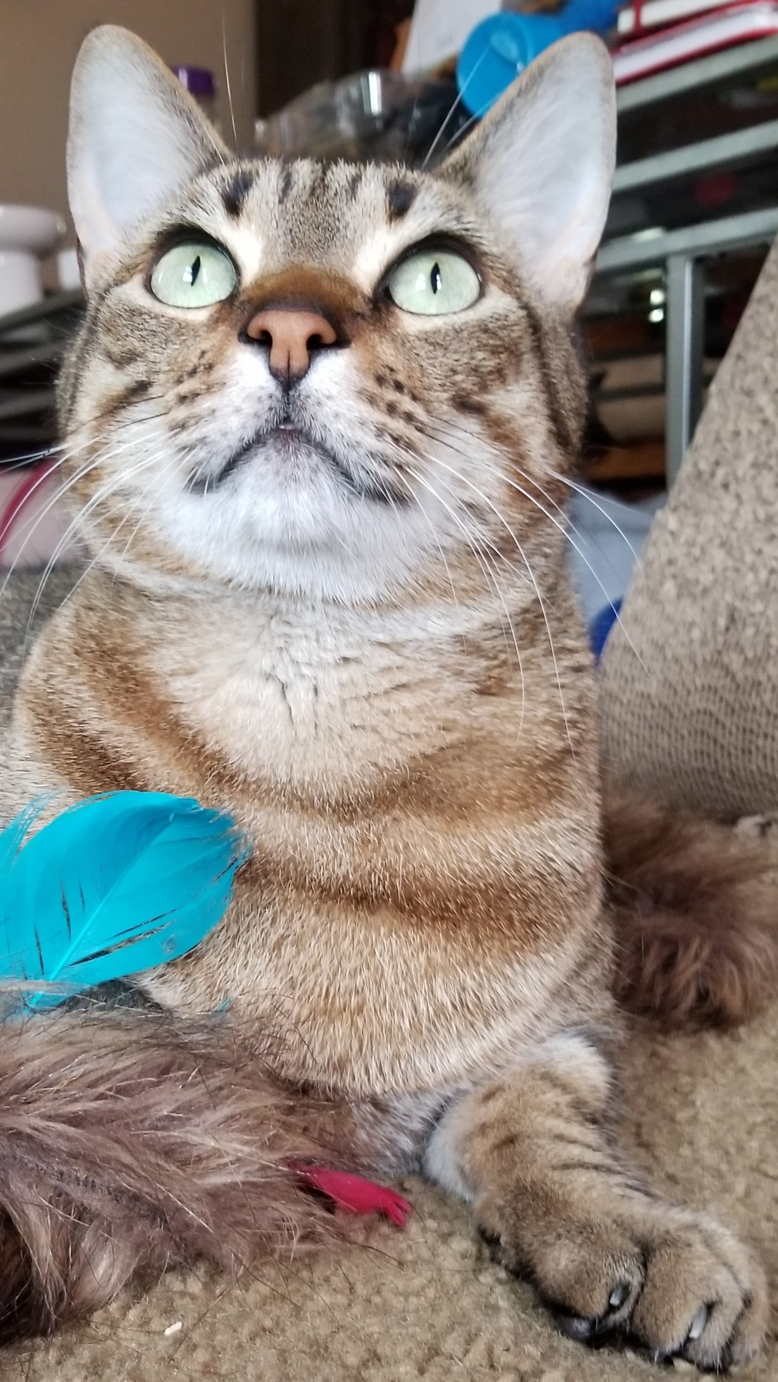 Loki Image - ID: 348125 - Image Abyss