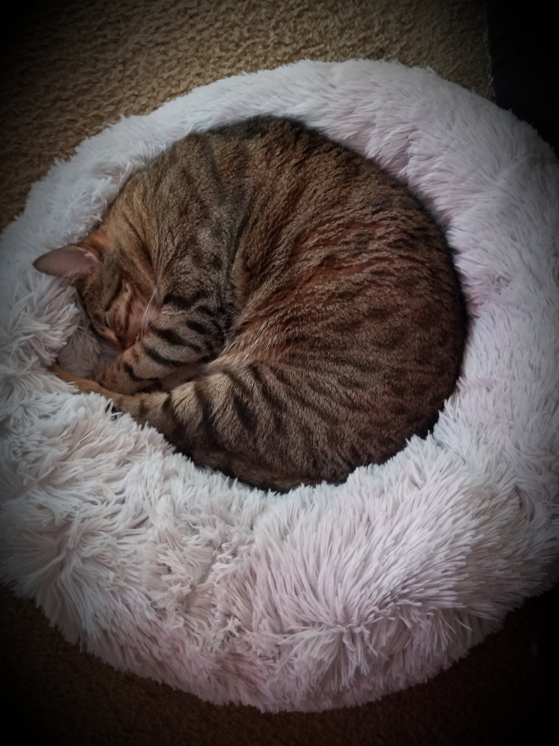 Tabby Cat - Desktop Wallpapers, Phone Wallpaper, PFP, Gifs, and More!