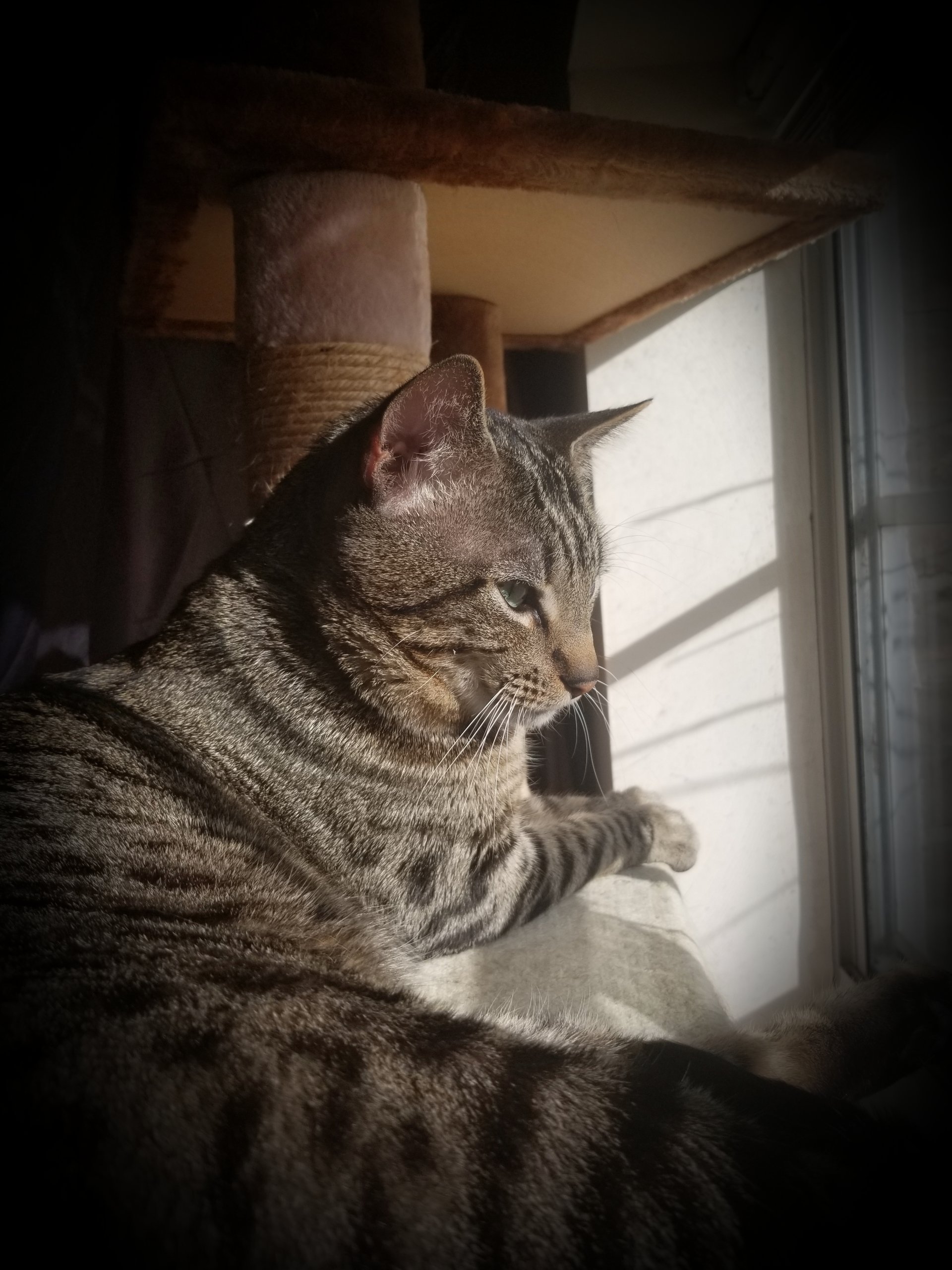 Tabby Cat - Desktop Wallpapers, Phone Wallpaper, PFP, Gifs, and More!