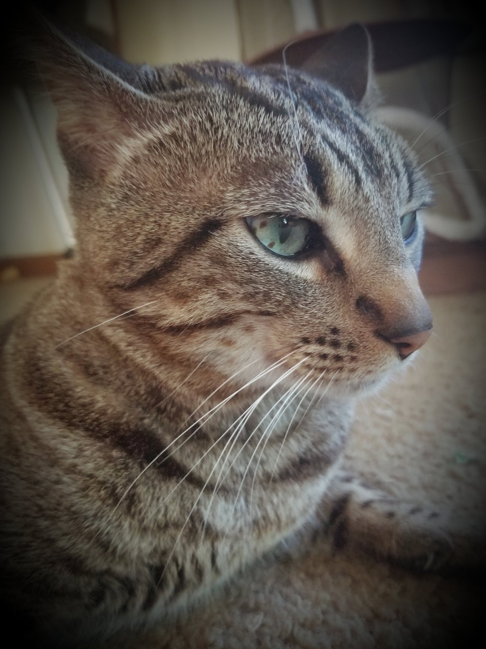 Tabby Cat - Desktop Wallpapers, Phone Wallpaper, PFP, Gifs, and More!