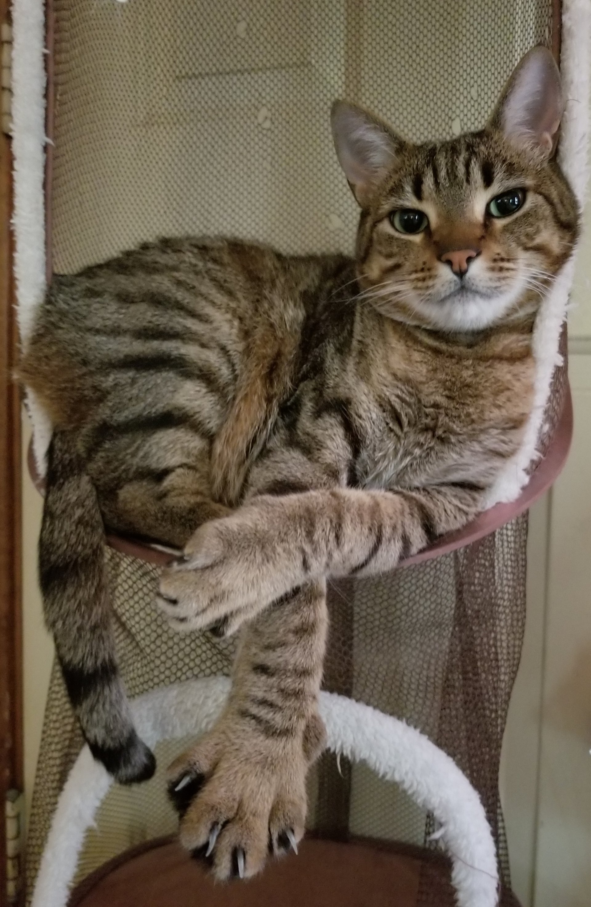 Tabby Cat - Desktop Wallpapers, Phone Wallpaper, PFP, Gifs, and More!