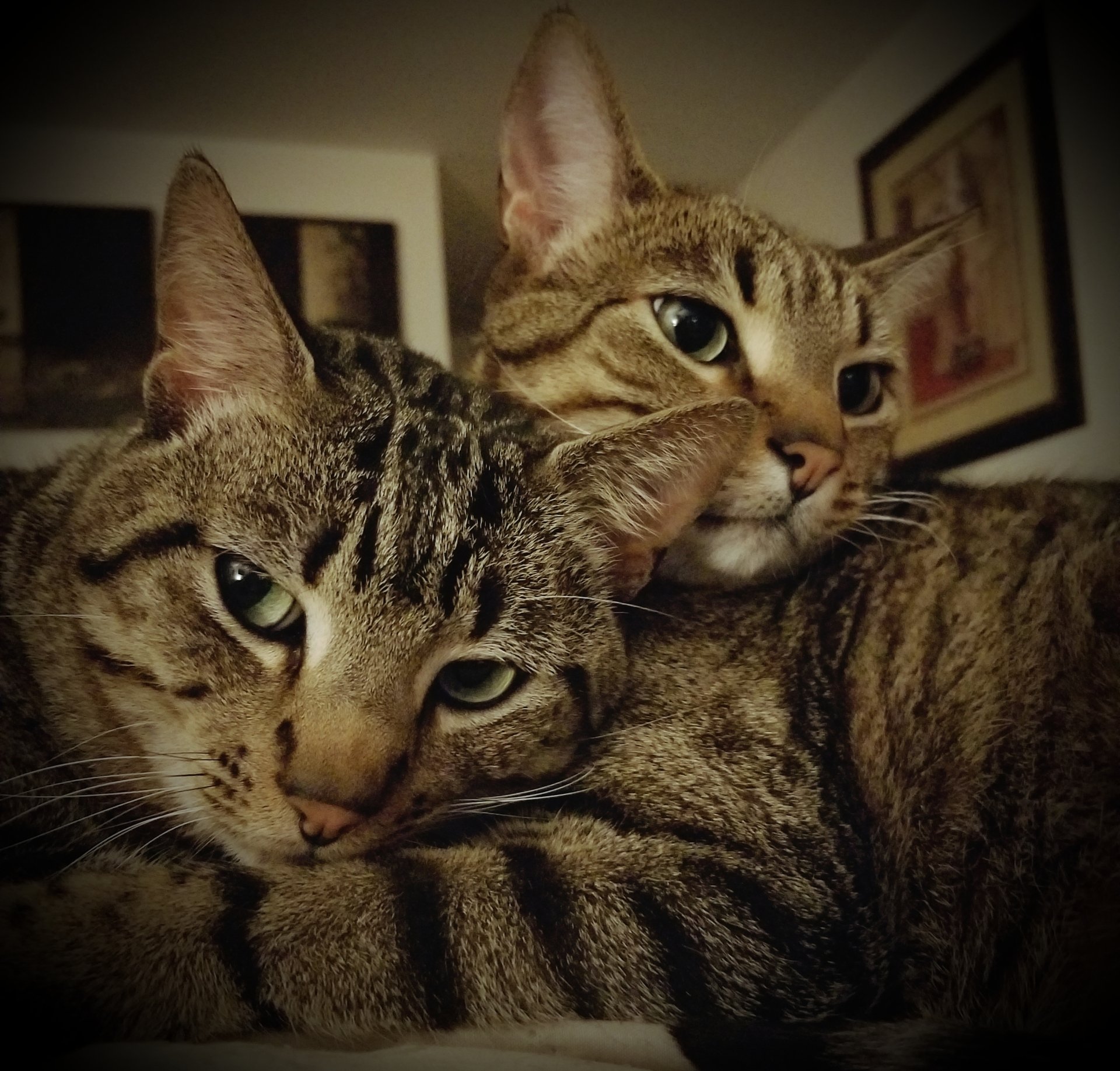 Tabby Cat - Desktop Wallpapers, Phone Wallpaper, PFP, Gifs, and More!