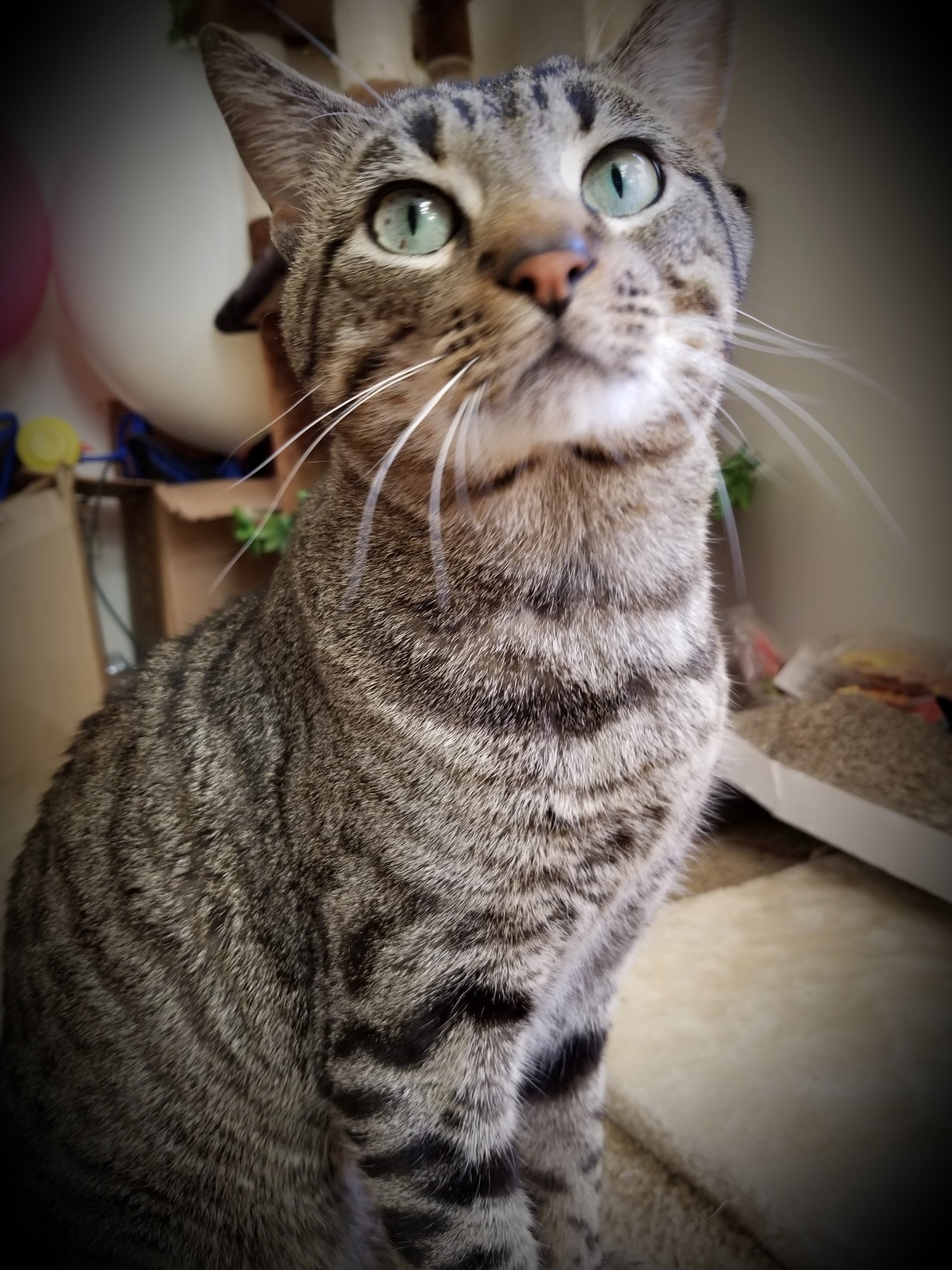 Tabby Cat - Desktop Wallpapers, Phone Wallpaper, PFP, Gifs, and More!