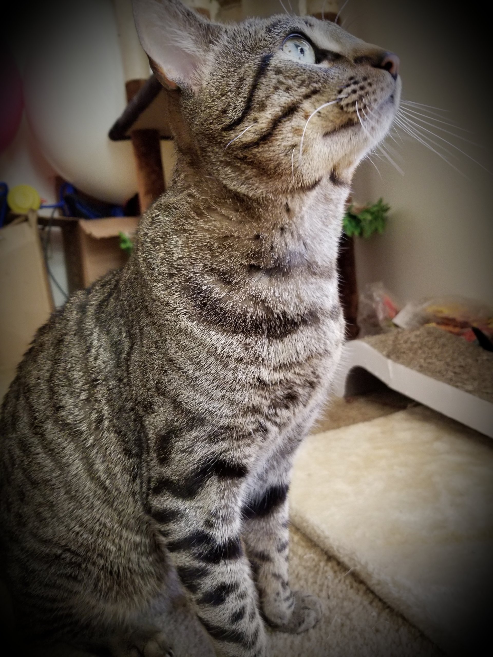 Tabby Cat - Desktop Wallpapers, Phone Wallpaper, PFP, Gifs, and More!