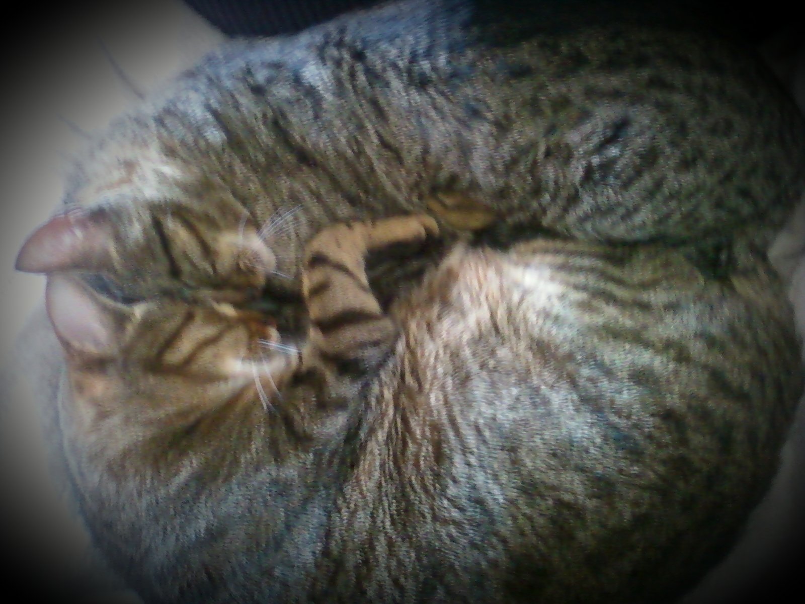 Tabby Cat - Desktop Wallpapers, Phone Wallpaper, PFP, Gifs, and More!