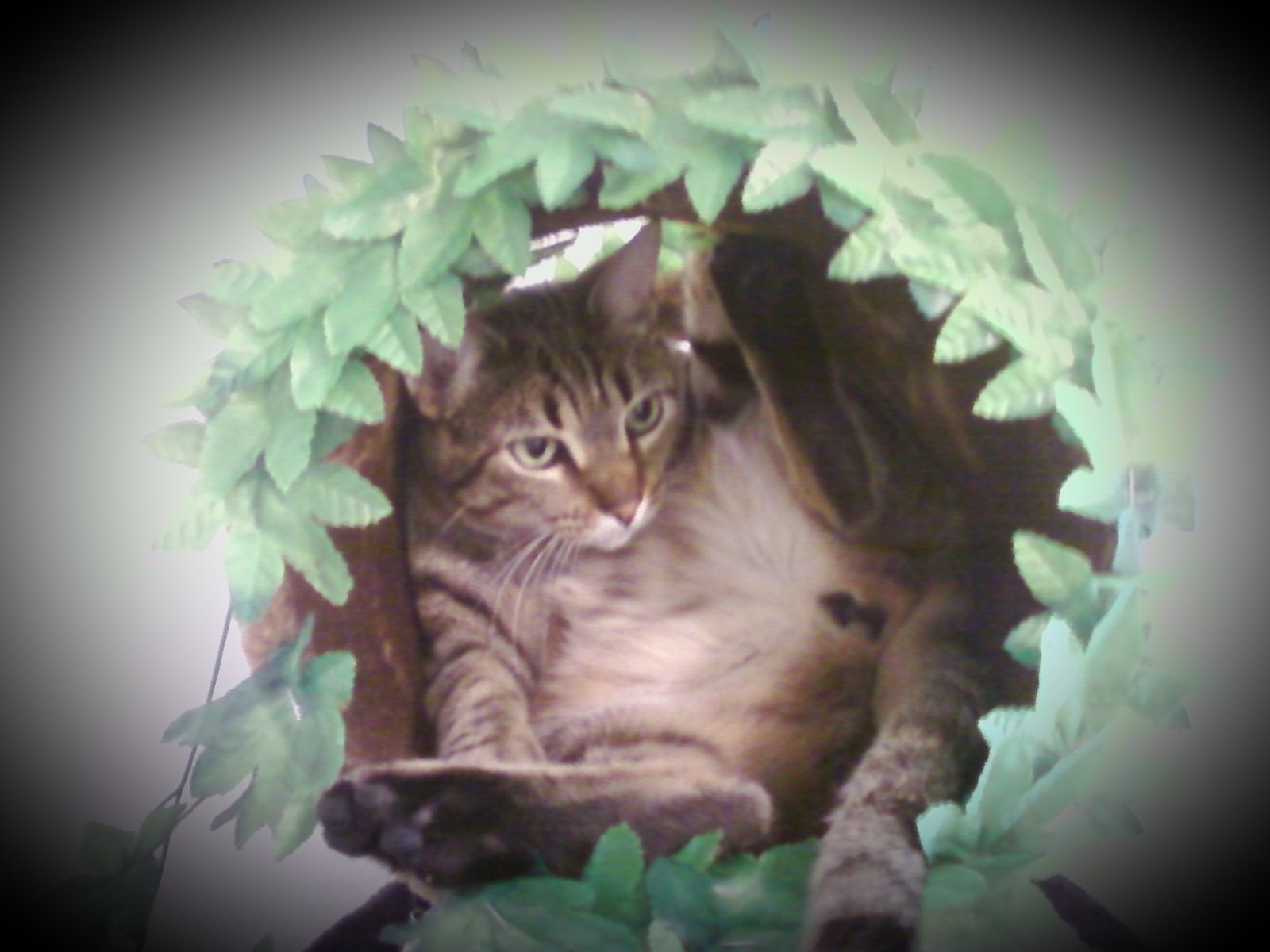 Tabby Cat - Desktop Wallpapers, Phone Wallpaper, PFP, Gifs, and More!