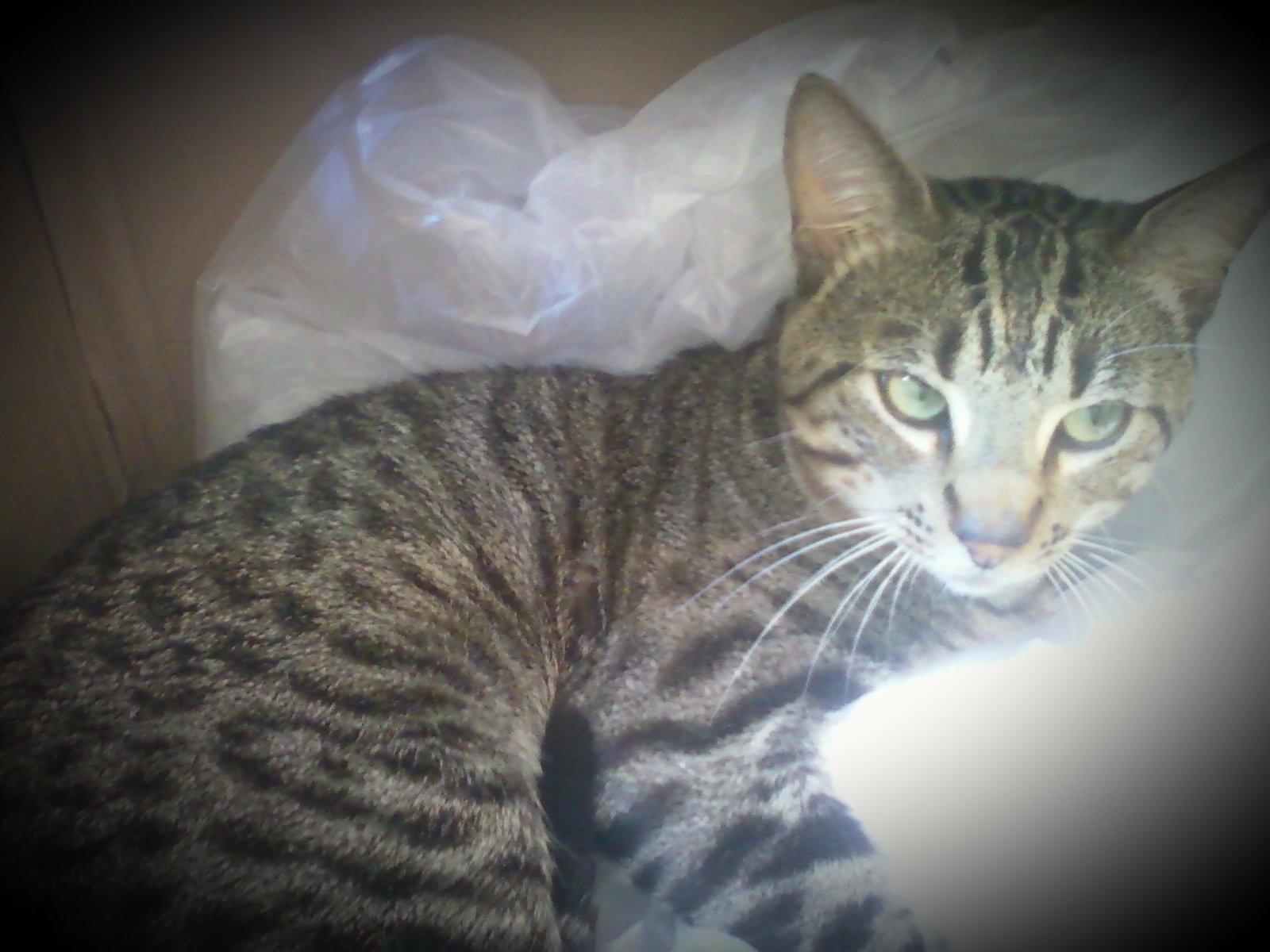 Kai Image - ID: 348219 - Image Abyss