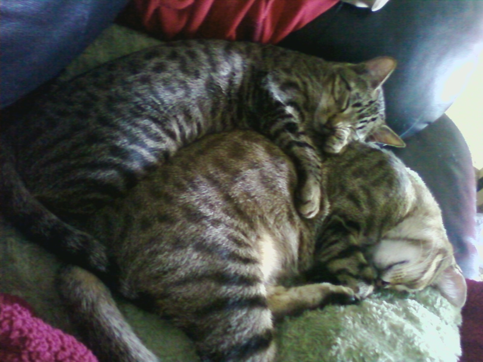 Tabby Cat - Desktop Wallpapers, Phone Wallpaper, PFP, Gifs, and More!