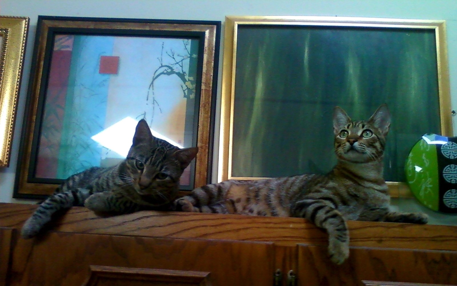 Tabby Cat - Desktop Wallpapers, Phone Wallpaper, PFP, Gifs, and More!