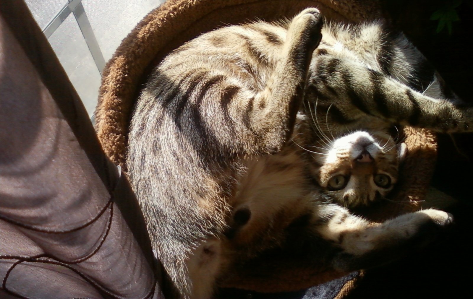 Tabby Cat - Desktop Wallpapers, Phone Wallpaper, PFP, Gifs, and More!