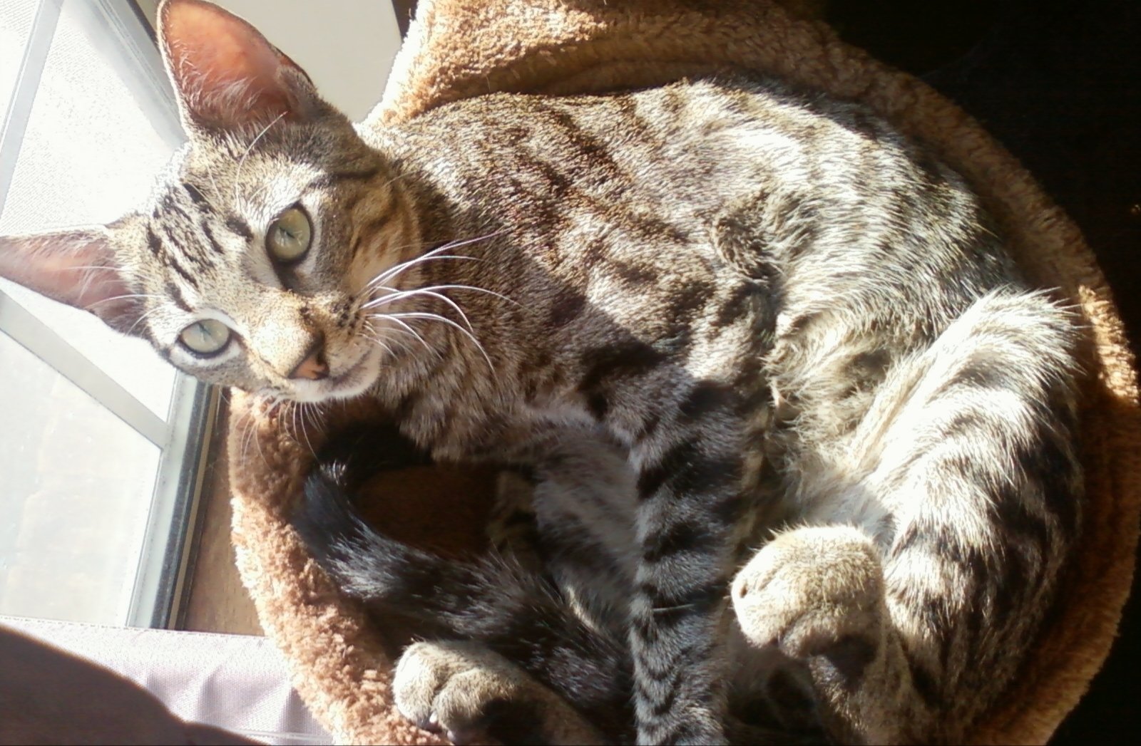 Tabby Cat - Desktop Wallpapers, Phone Wallpaper, PFP, Gifs, and More!