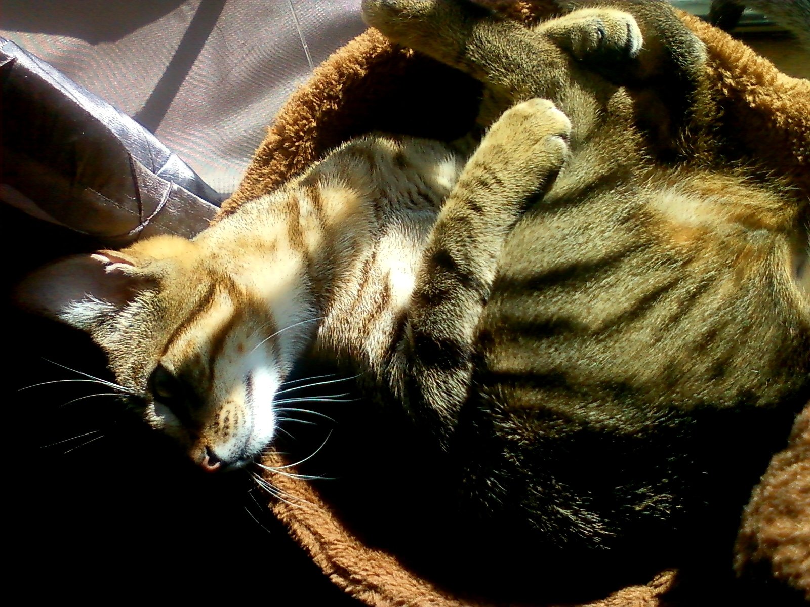 Tabby Cat - Desktop Wallpapers, Phone Wallpaper, PFP, Gifs, and More!