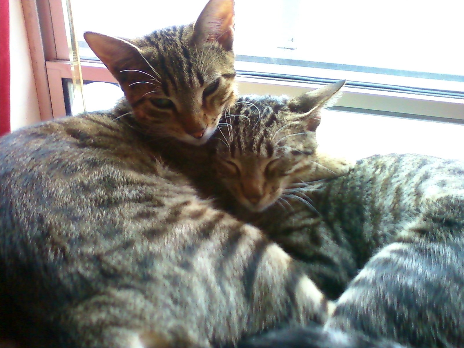 Tabby Cat - Desktop Wallpapers, Phone Wallpaper, PFP, Gifs, and More!