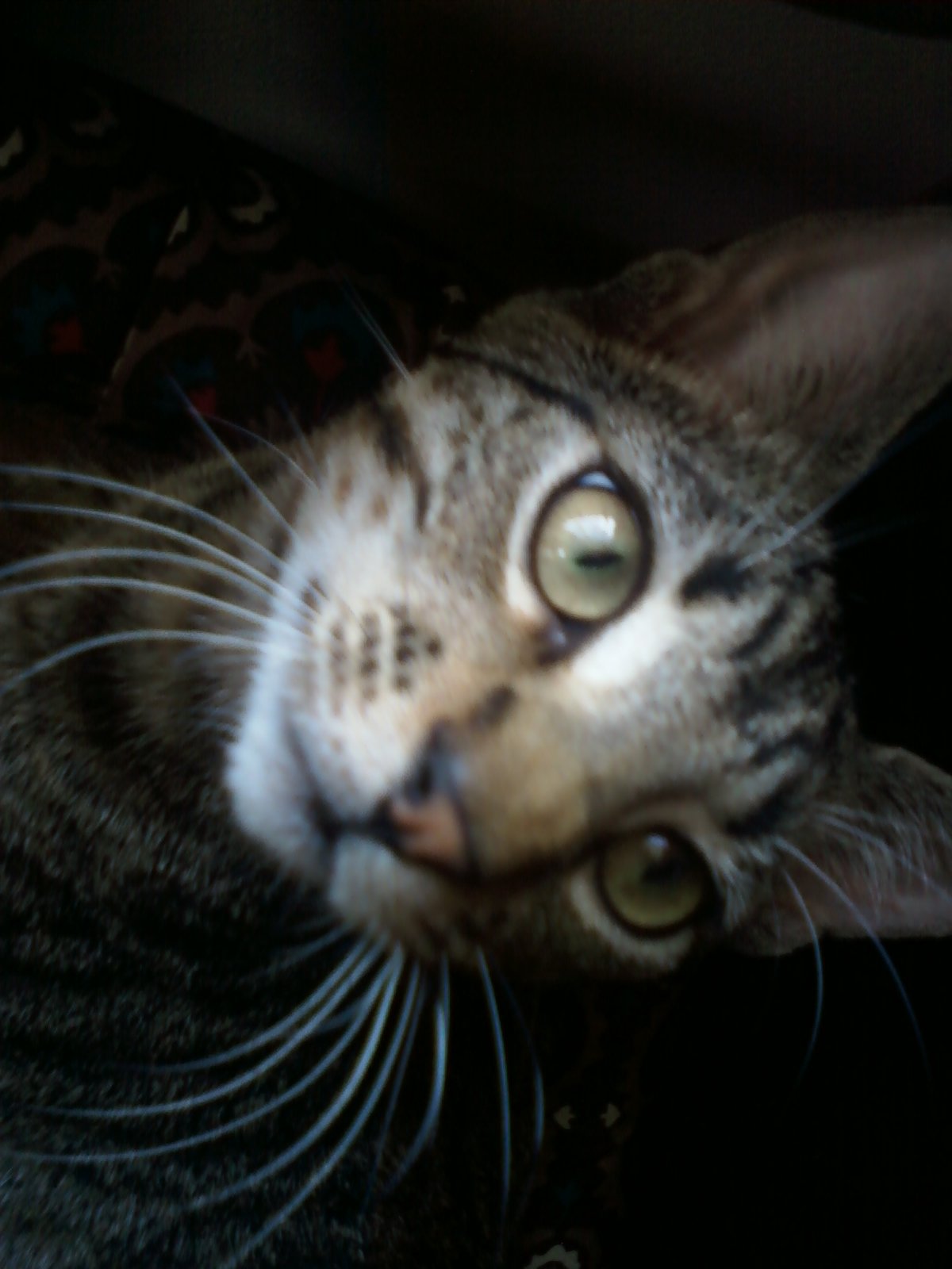 Tabby Cat - Desktop Wallpapers, Phone Wallpaper, PFP, Gifs, and More!