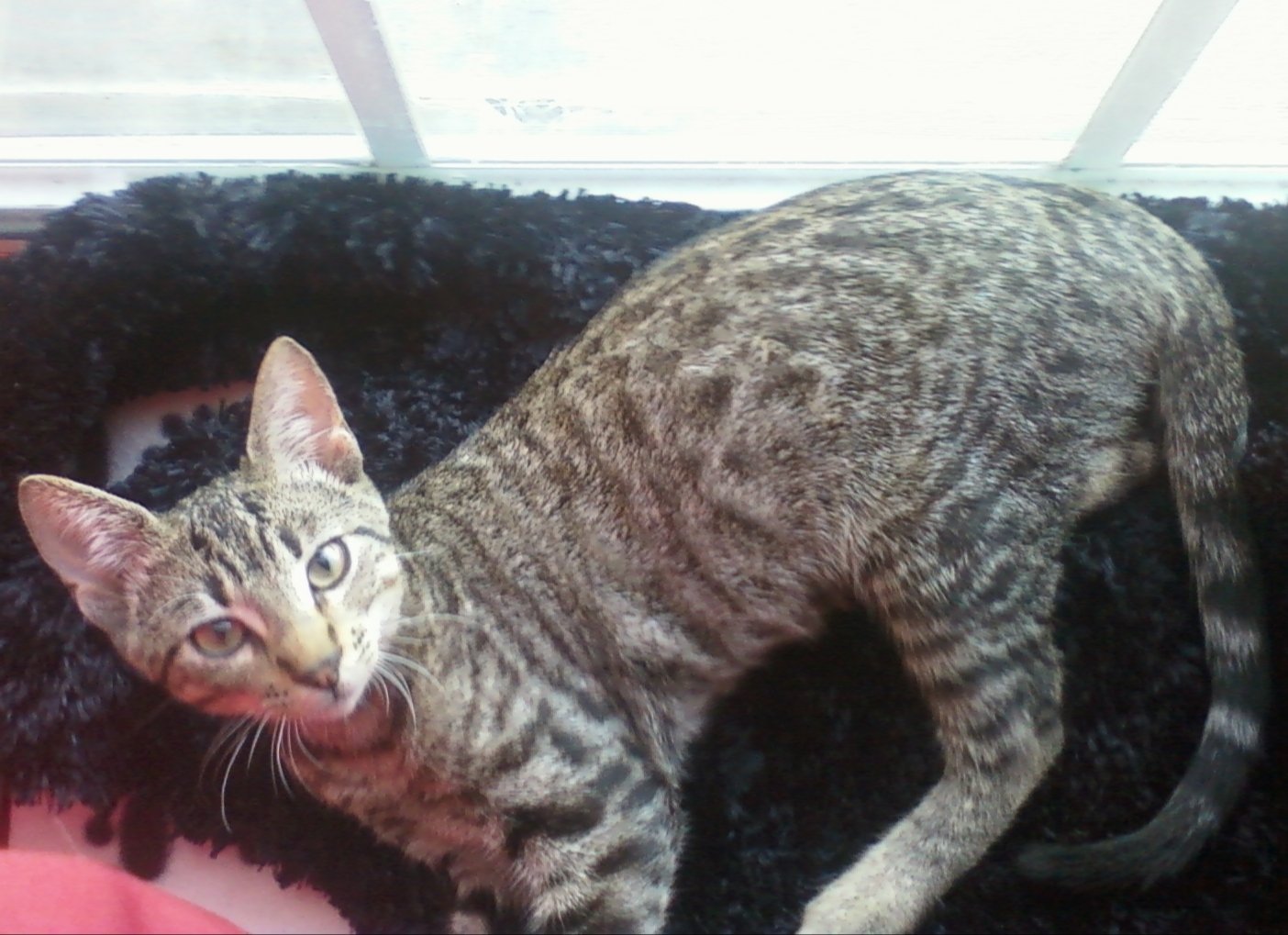 Kai Image - ID: 348233 - Image Abyss