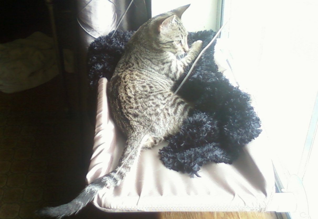 Tabby Cat - Desktop Wallpapers, Phone Wallpaper, PFP, Gifs, and More!